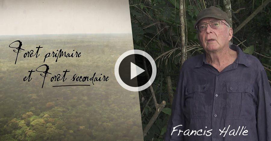 [VIDÉO] Forêt primaire & forêt secondaire par Francis Hallé